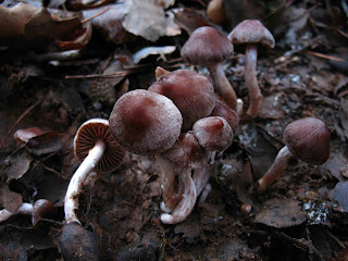 setas y hongos: LETRA P