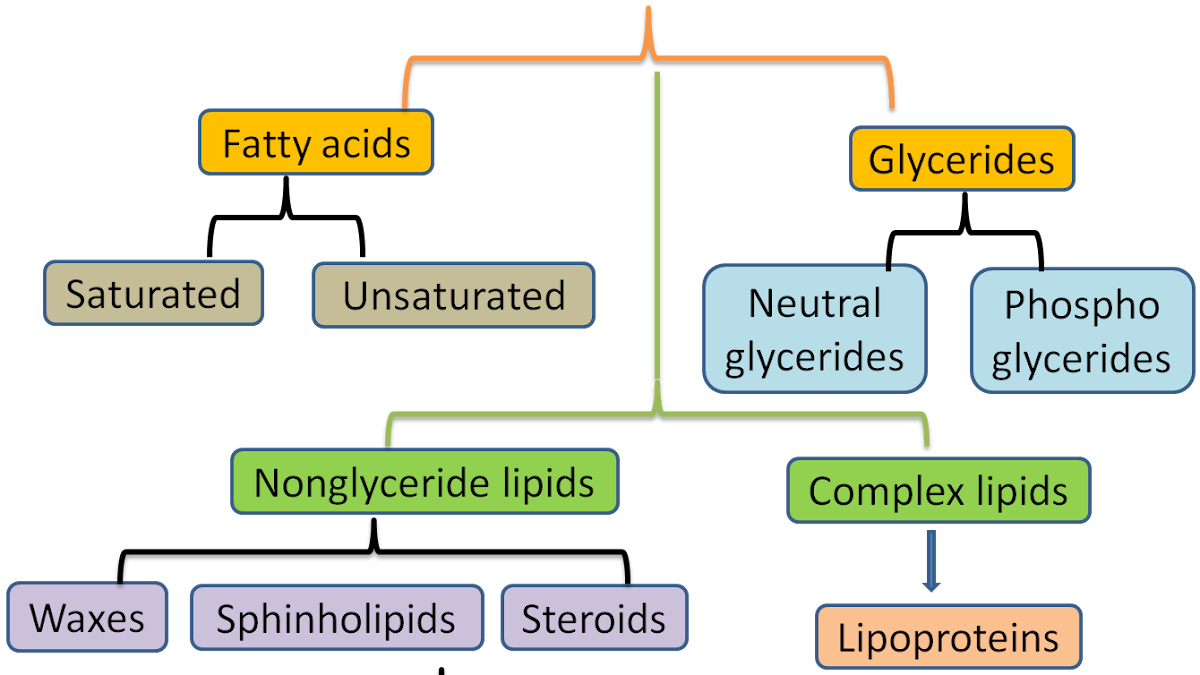 Lipids Diagram