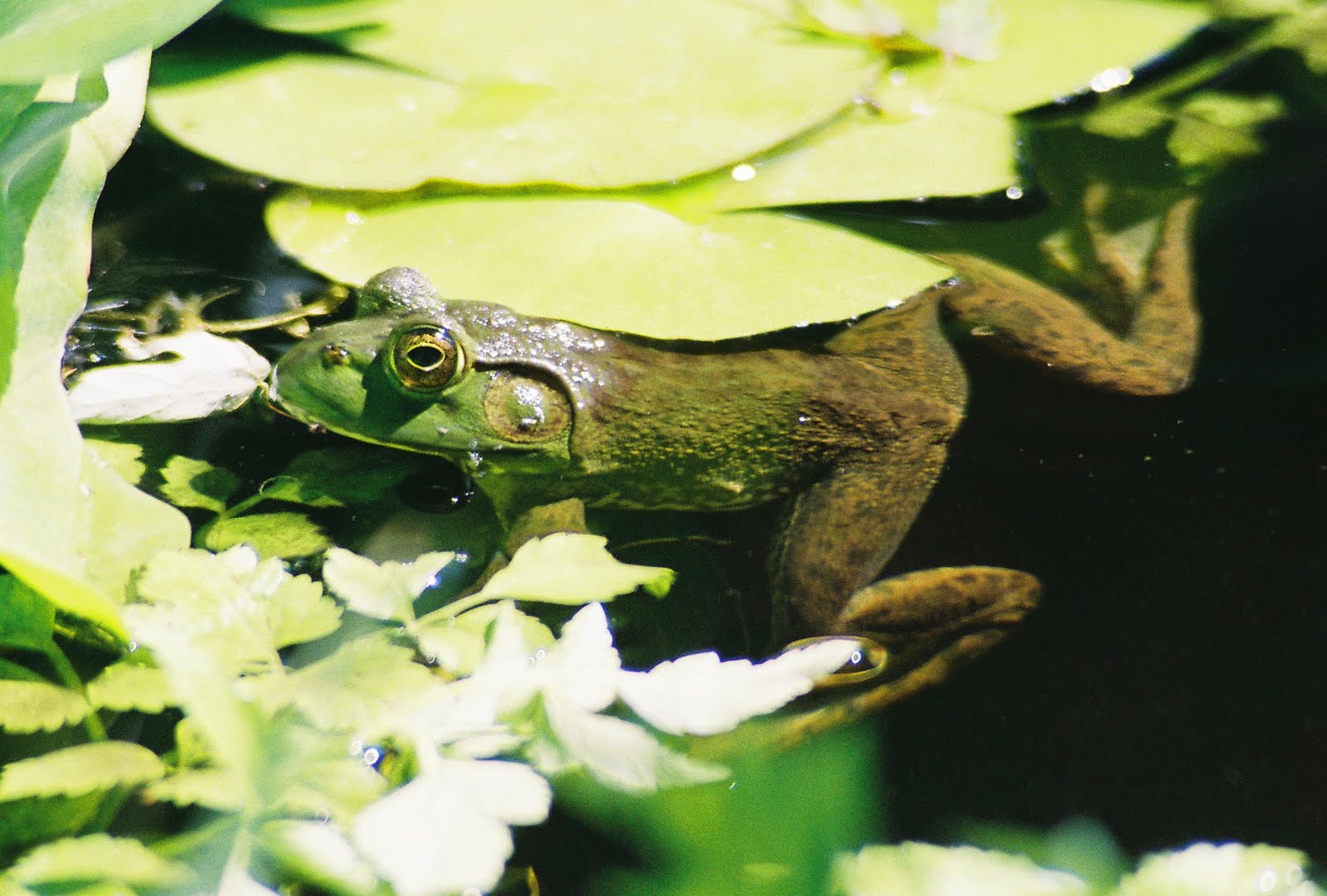 Explore Missouri: Bullfrog Metamorphosis