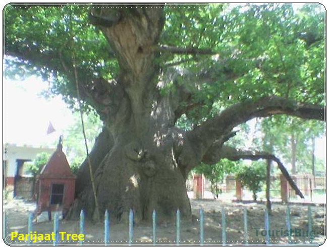TouristBug: Parijaat tree