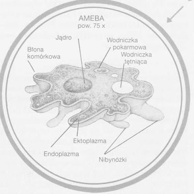 Biologia: pantofelek