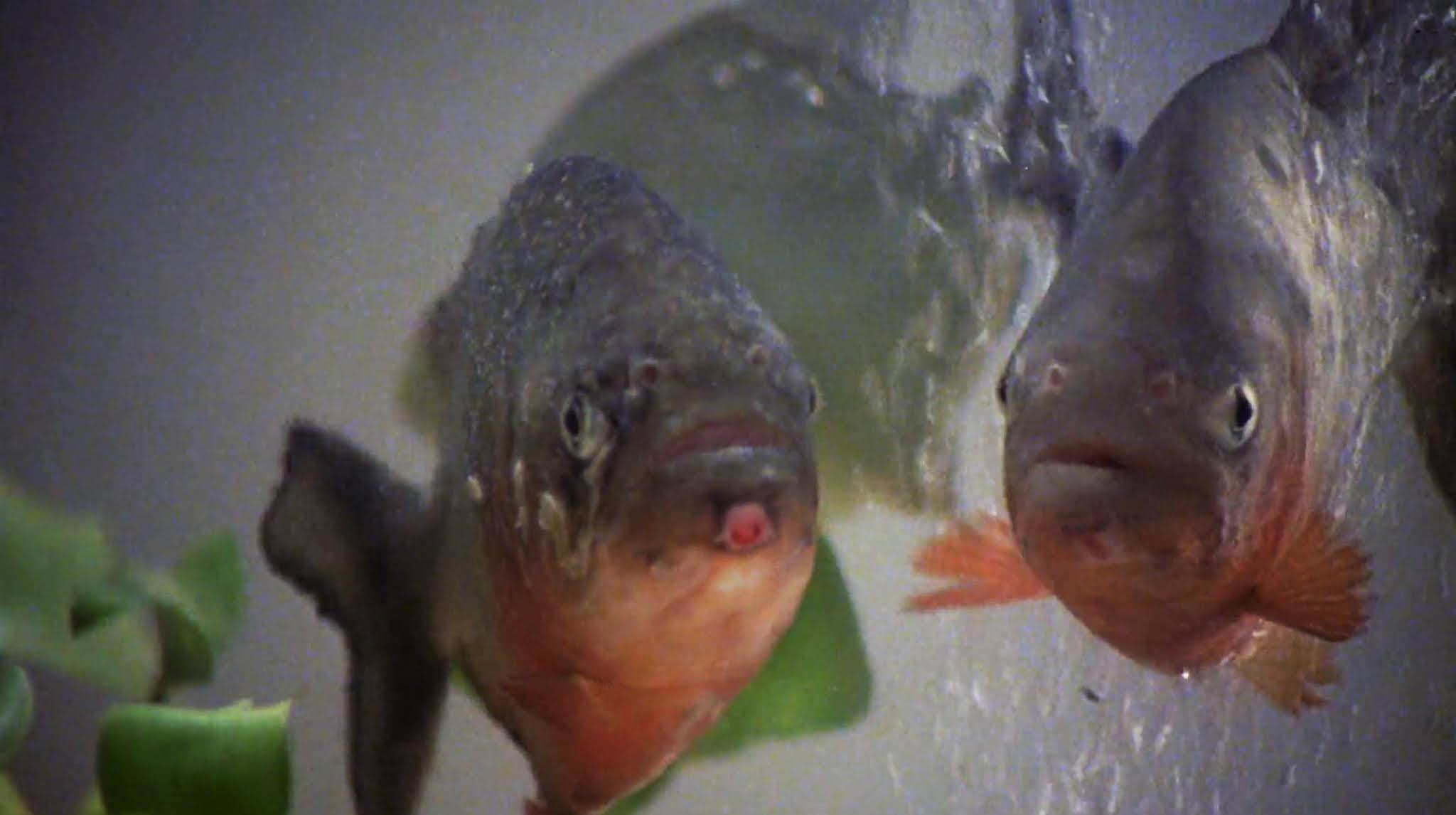 DREAMS ARE WHAT LE CINEMA IS FOR...: KILLER FISH 1979