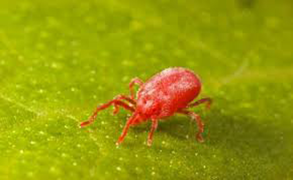 Kreasi Usaha: Pengendalian Hama Tungau Pada Tanaman Jeruk - Garda Remaja