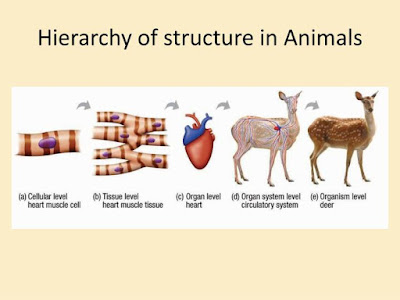 Murph's Blog of Chem Joy: SNC 2P - Biology - Hierarchy of Structure in ...