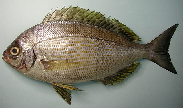 Pañoso Partximiki Pancha o Chopa. Información. Fon-Fishing.