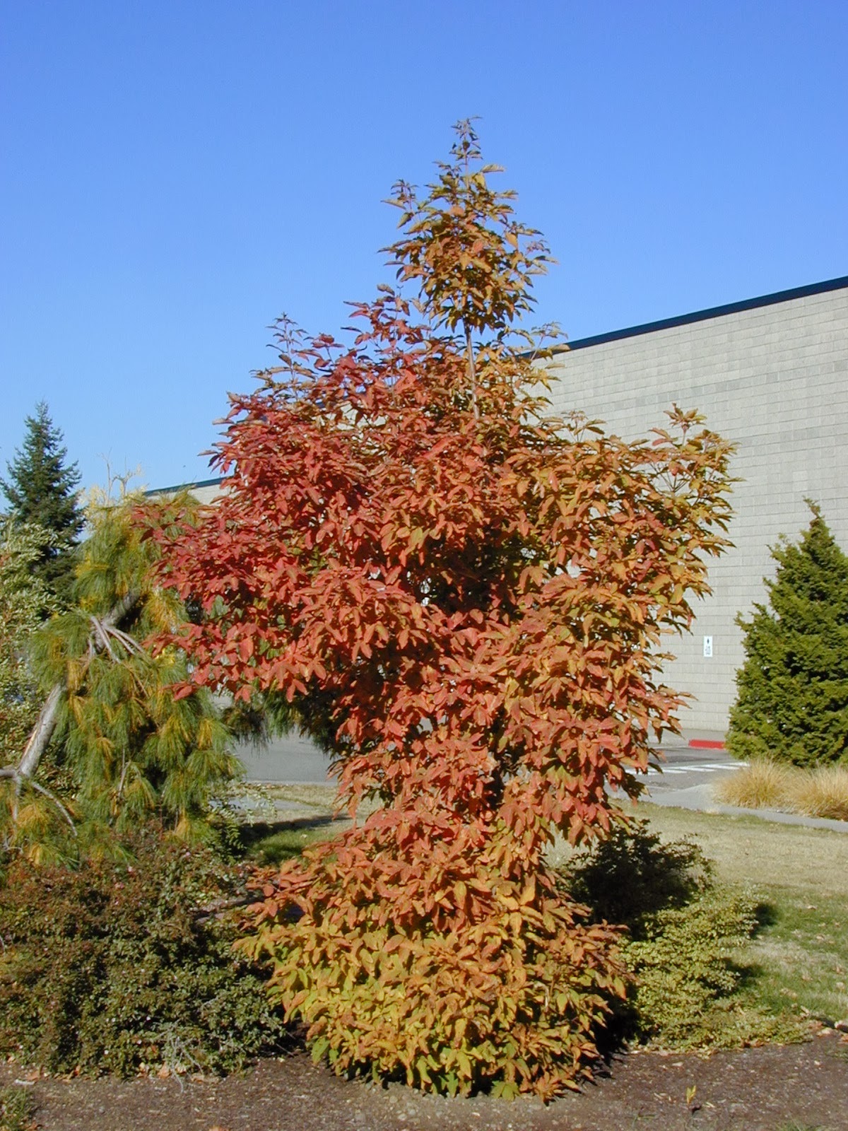 Trees of Santa Cruz County: Acer triflorum - Three-flowered maple