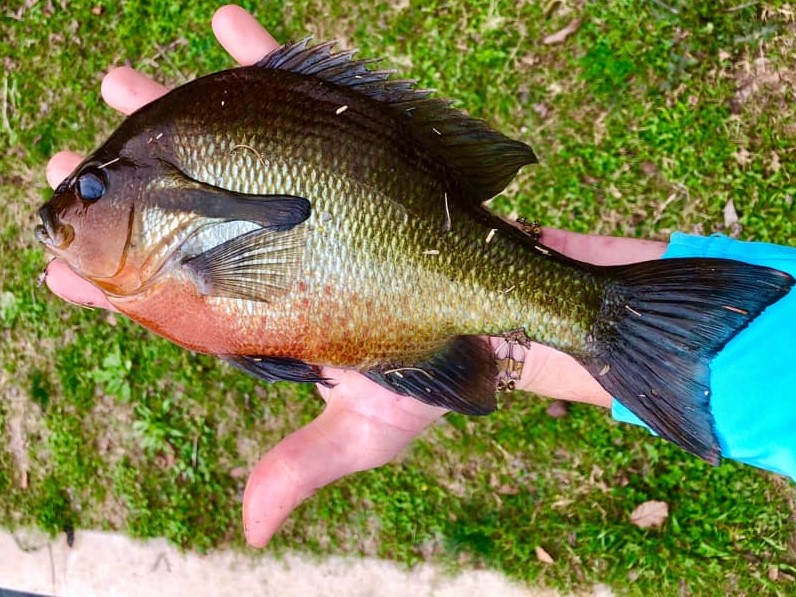 Redbreast Sunfish