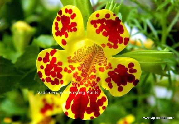 Vademecum Interesting Plants: Mimulus tigrinus - Kroplik tygrysi ...