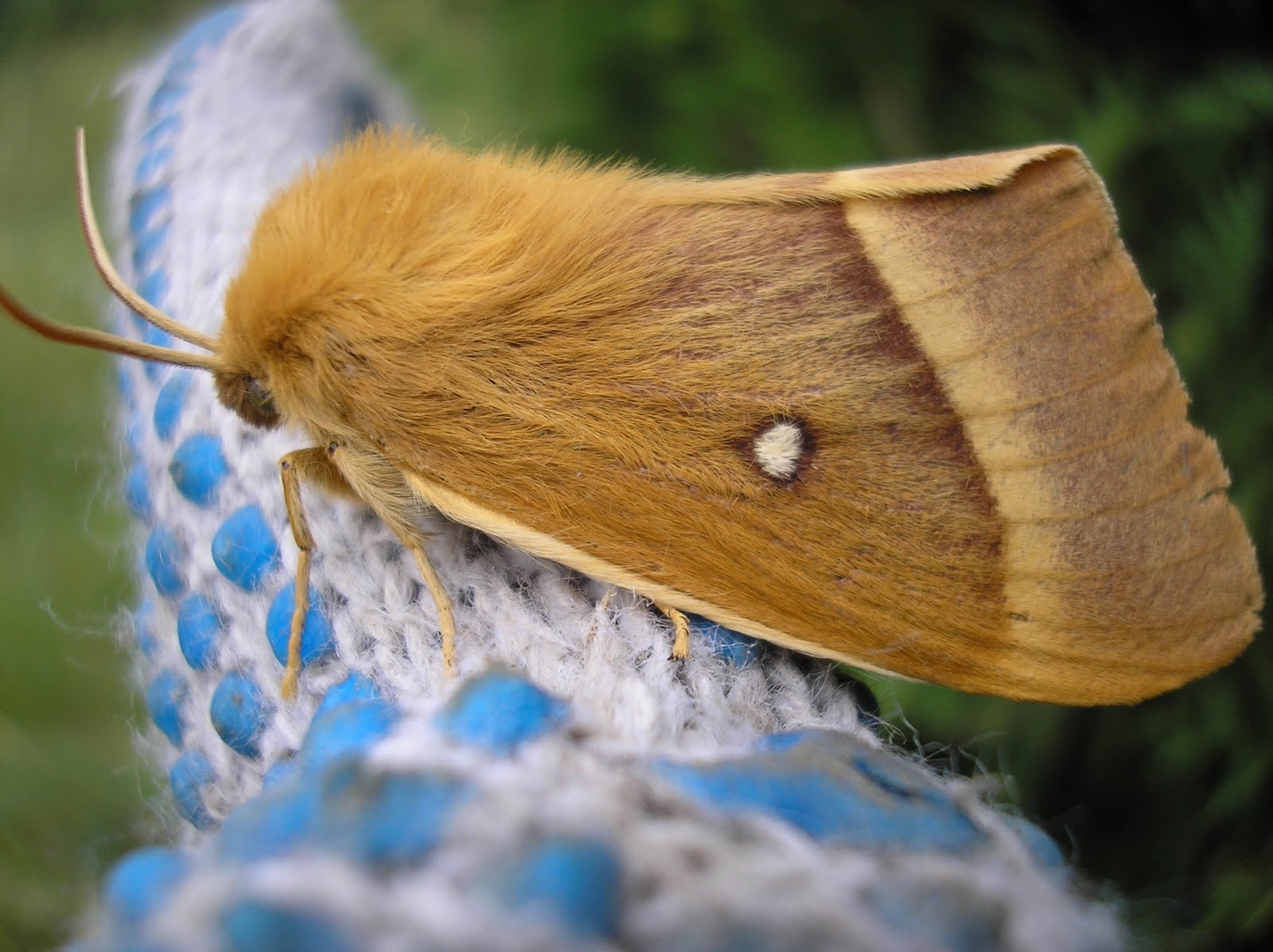 Mutukad ja muud loomad