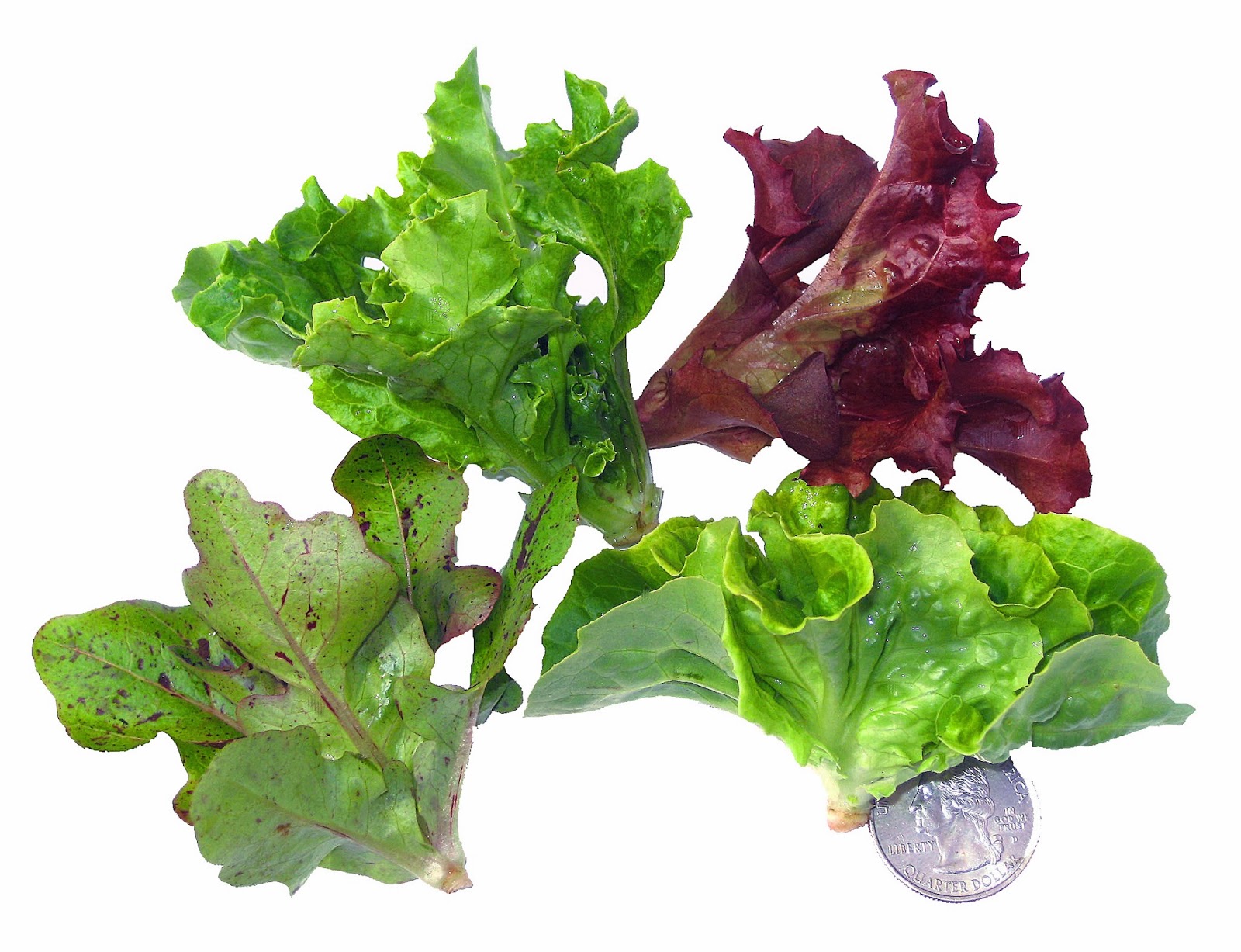 Whom You Know: Fresh Origins January 2014 What’s New on the Farm ...