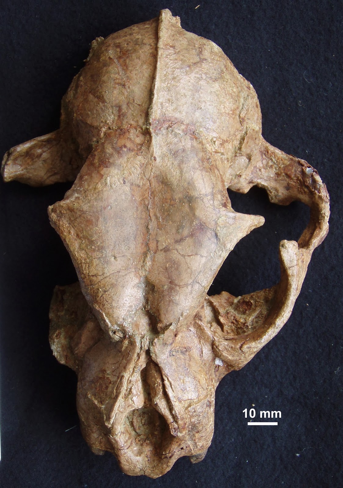 Research and Expeditions: Panthera blytheae: the new "cat on the roof"