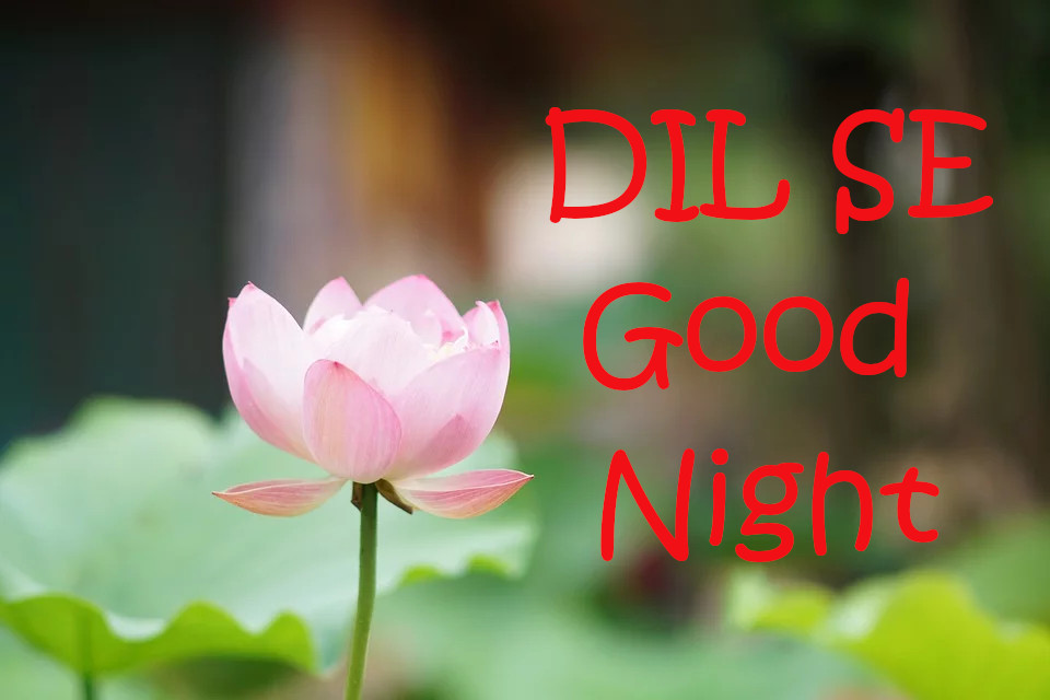 Top 10 Good Night Images, Greetings, Pictures,Photos for Whatsapp ...