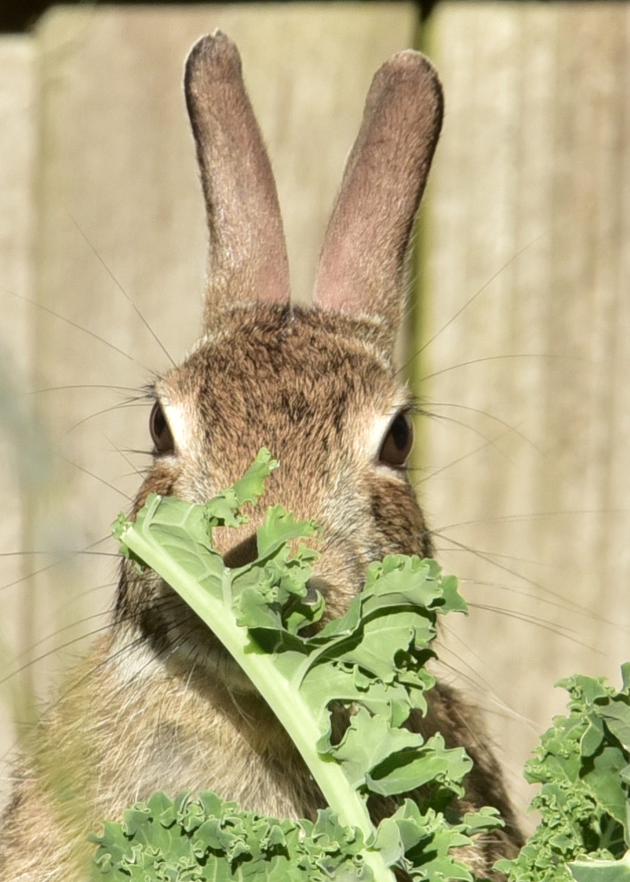 Shoreline Area News: Photos: Backyard bunnies