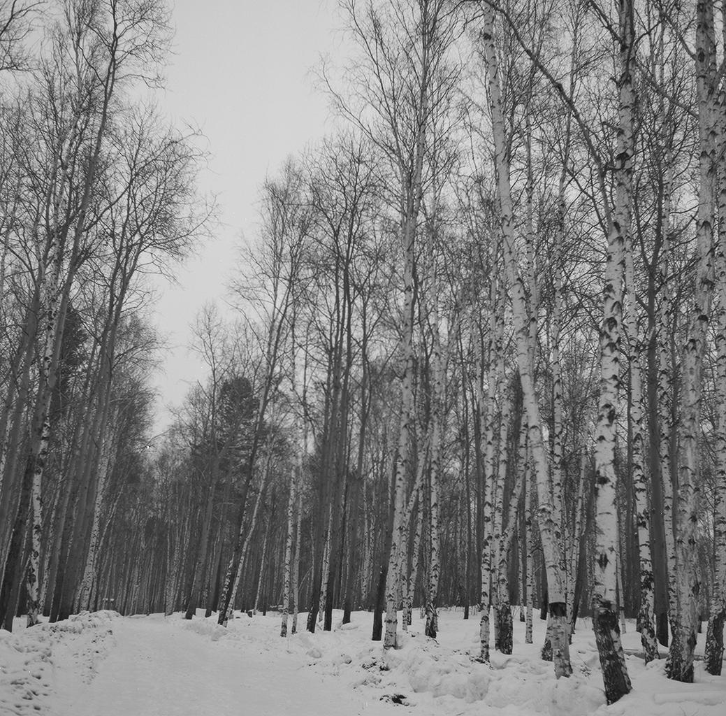 Russian Renderings: Birch Trees & Bureaucrats