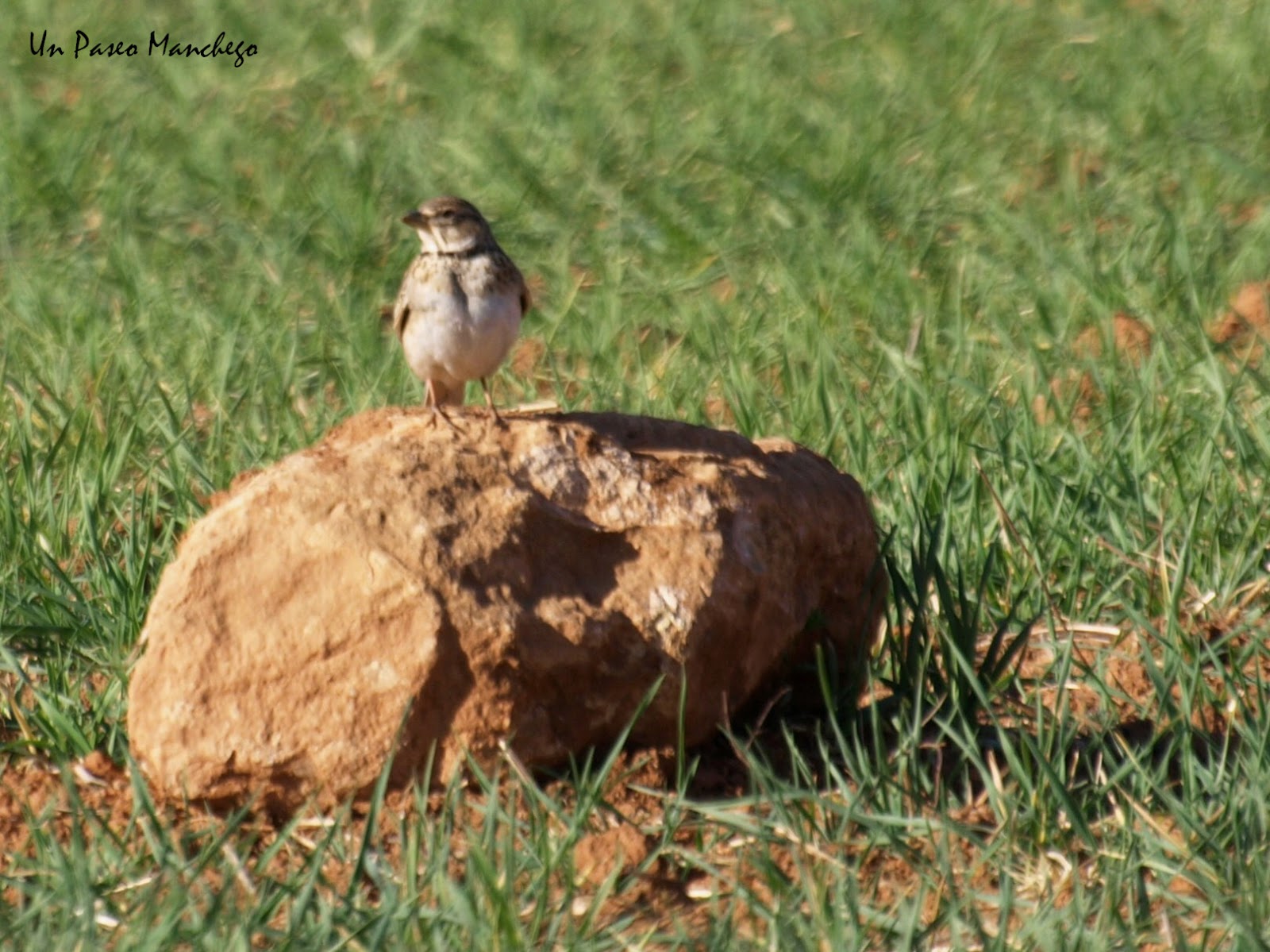 Un Paseo Manchego: Calandria común (Melanocorypha calandra).