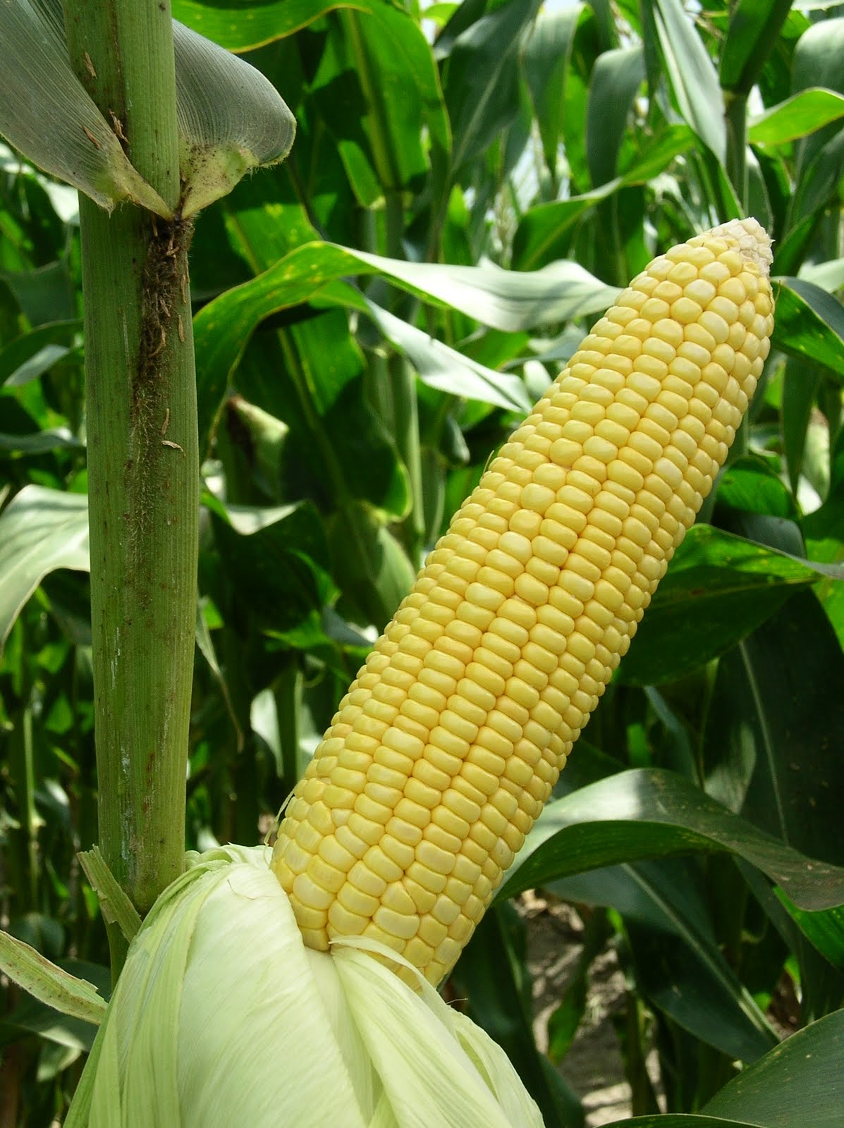 Deskripsi Jagung Varietas Jawa Timur Kuning | Warta beras nasional