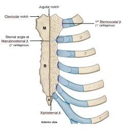 easyhumanatomy: Living anatomy : rib counting