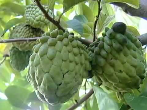 FRUTAS BRASIL: CULTIVO DAS ANONÁCEAS