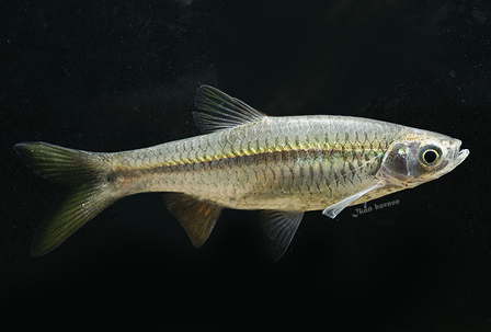 Ikan Seluang Kalimantan - Ikan Borneo