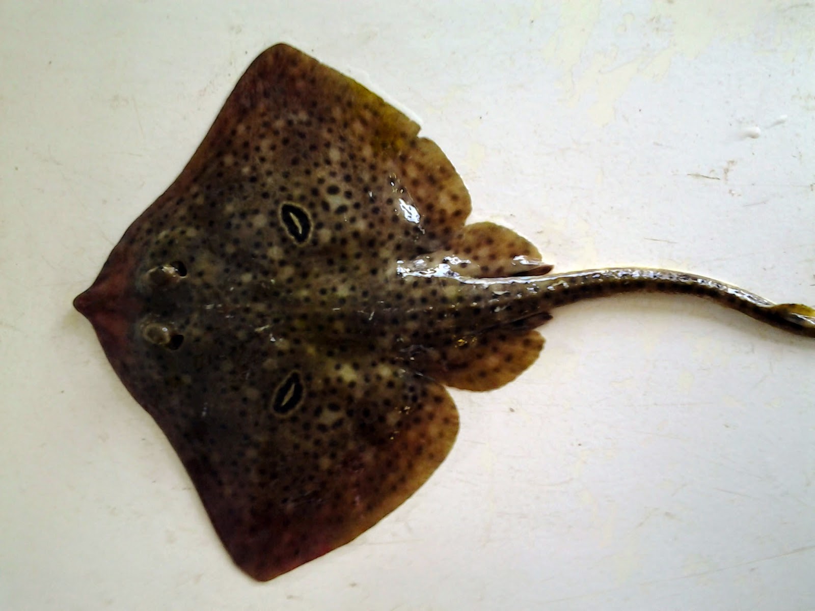 Nueva mirada al mar: Raya