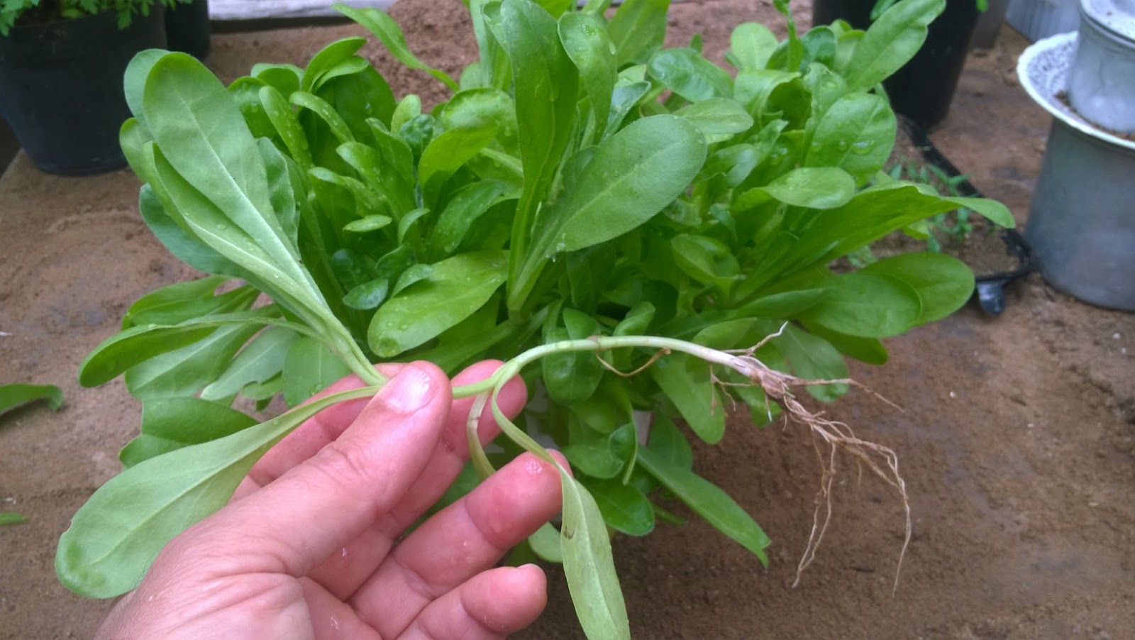 How To Grow Calendula
