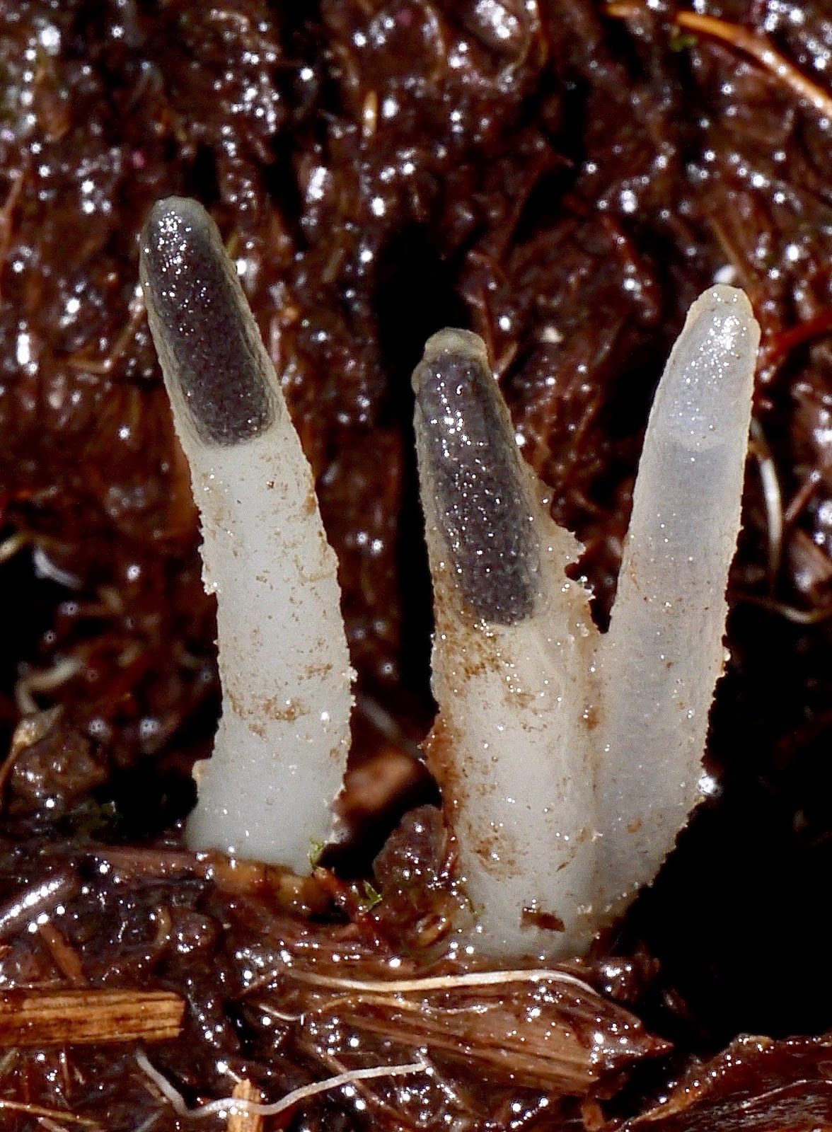 Northwest Norfolk Naturalists: Off Patch: two liverworts from ...