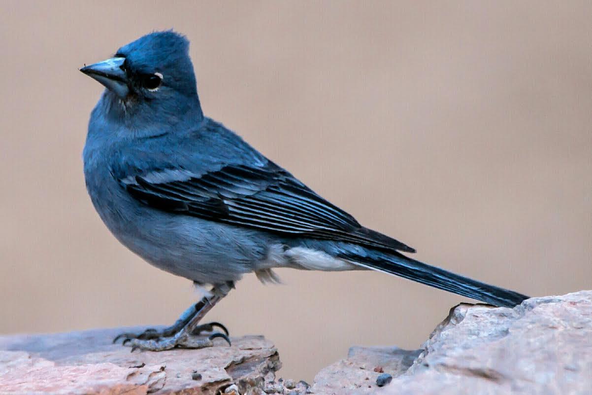 Birding Axarquia: The Blue Chaffinch