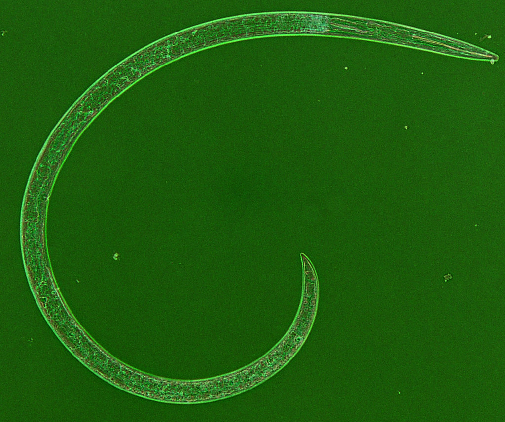 Plant Nematology and Entomology: Dagger Nematode