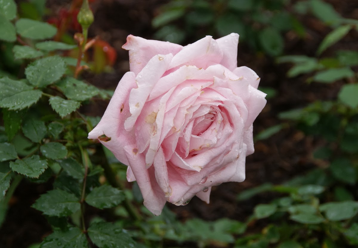 Organic Garden Dreams: February Roses
