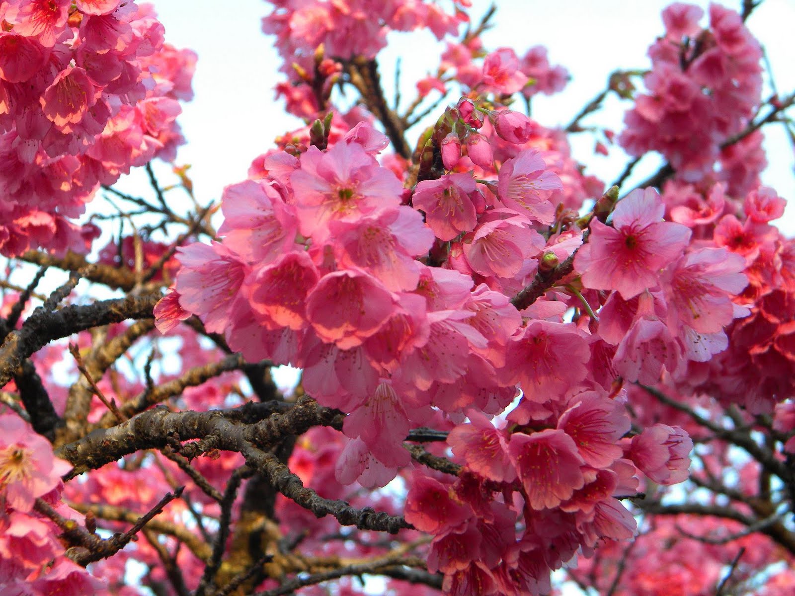 CEJARTE: Cerejeira-do-Japão