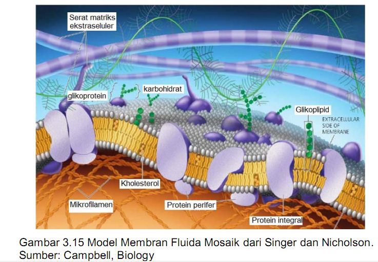Pengertian Membran Sel
