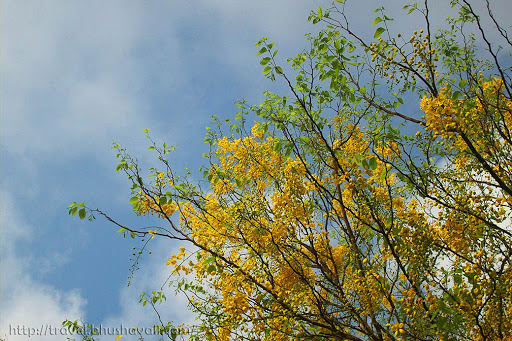 Kanikonna / Konnapoo - The Vishu Special Flower | My Travelogue ...