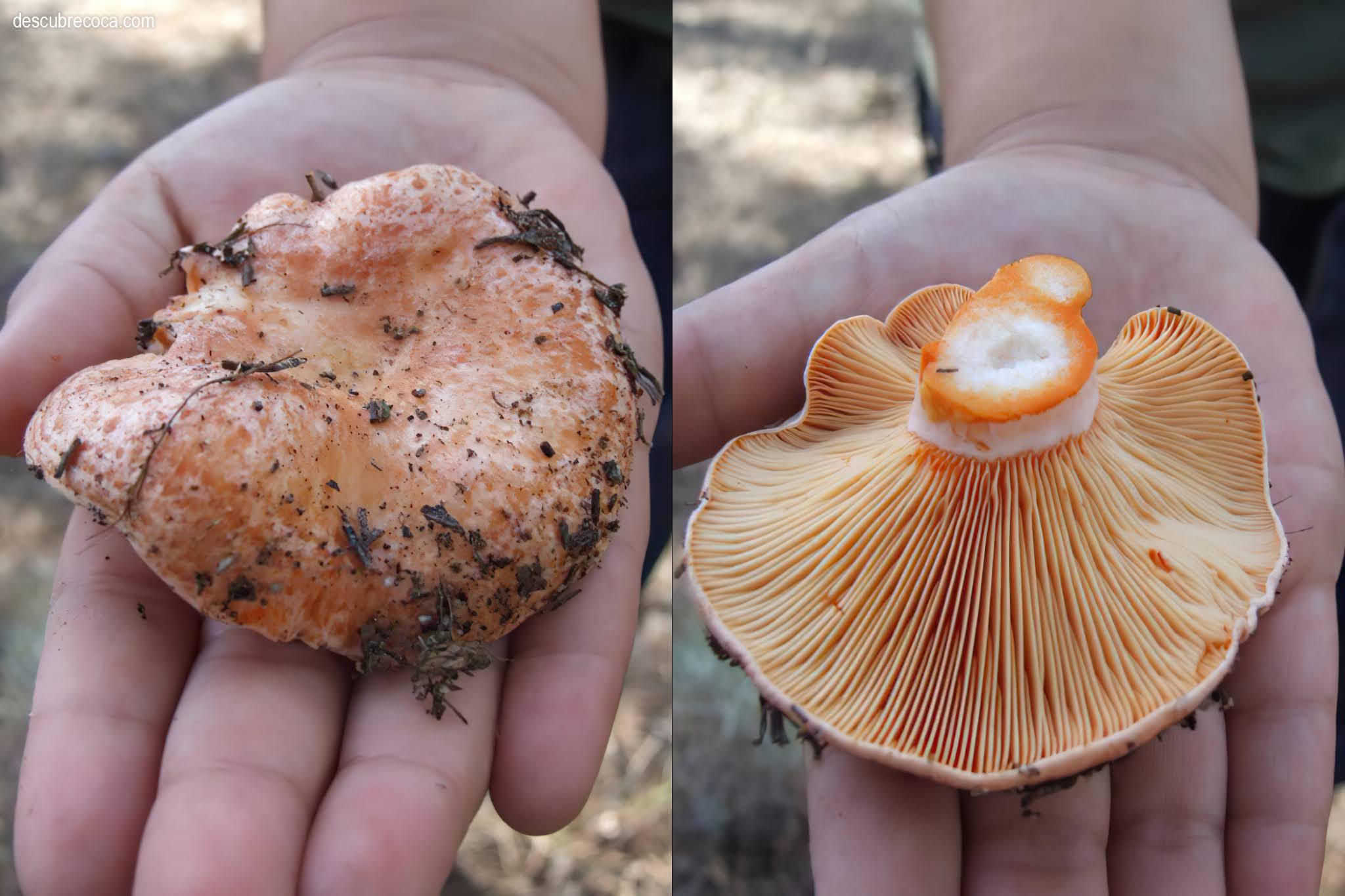 El níscalo (Lactarius deliciosus)