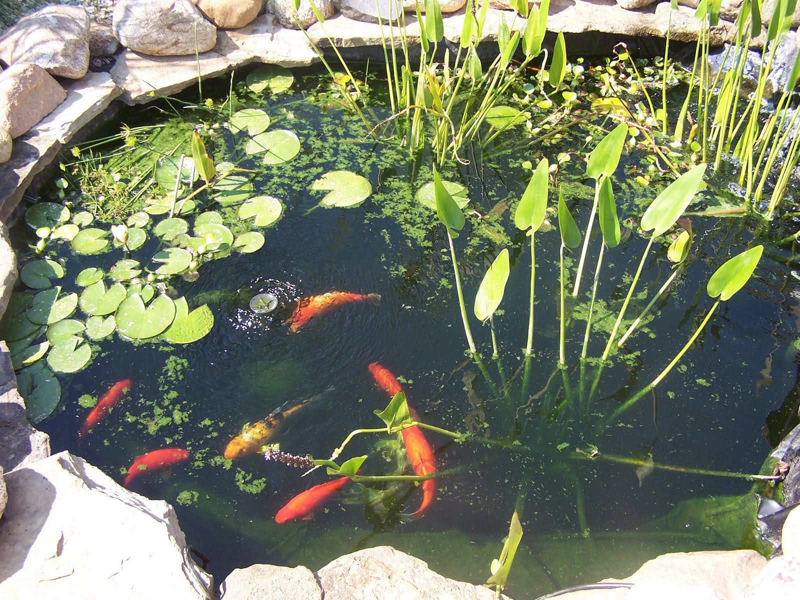 Pond Liner Blog How Koi Pond Kits Make Your Life Easier