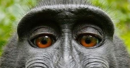 Image Drôle du Net: Singe marrant