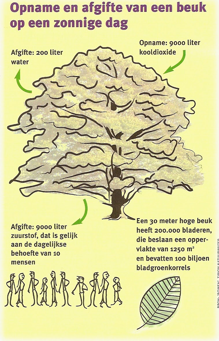 Bomen: Bomen en Zuurtstof