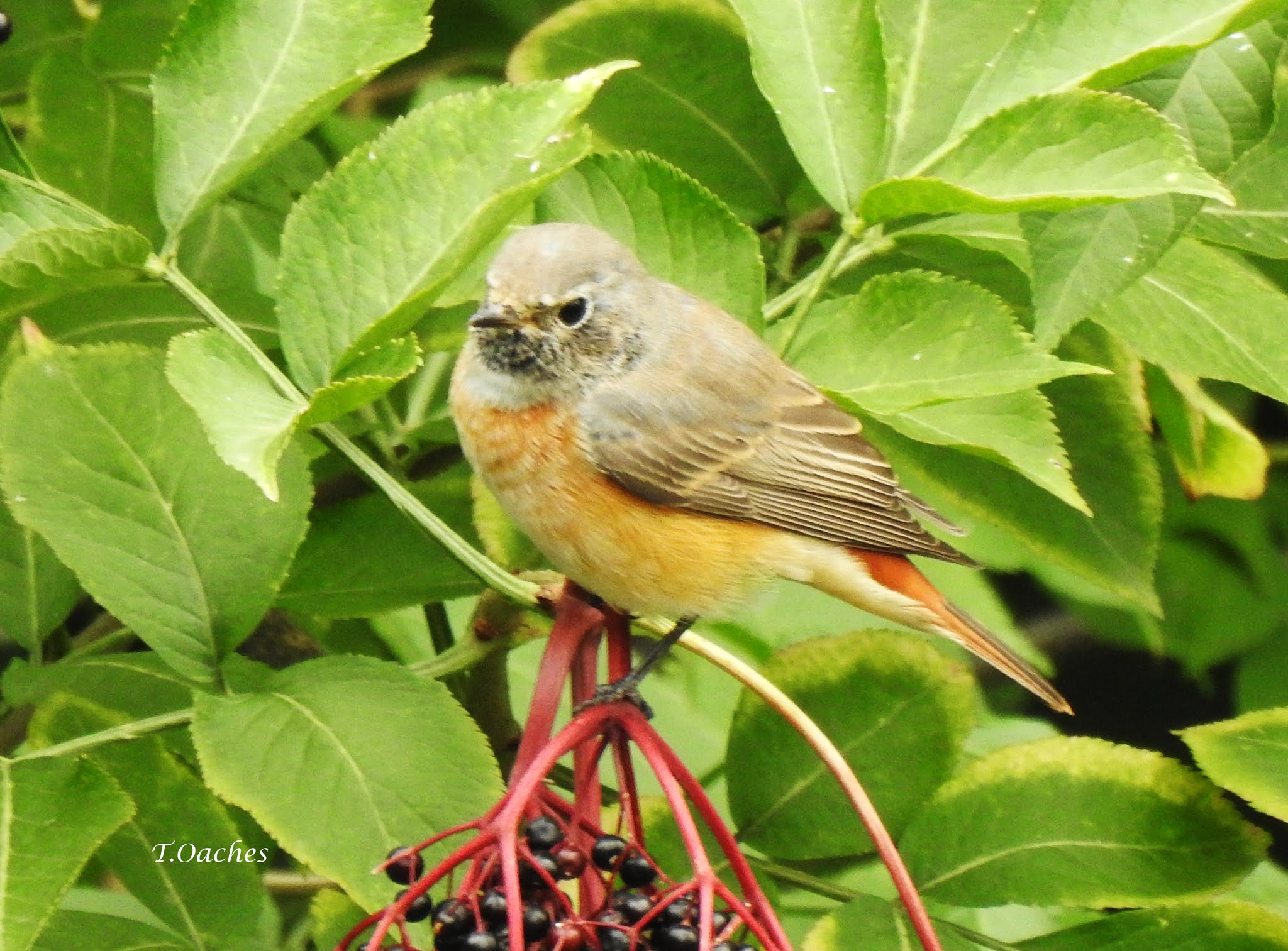 PASARI DIN ROMANIA: CODROSUL DE PADURE (1), Phoenicurus phoenicurus