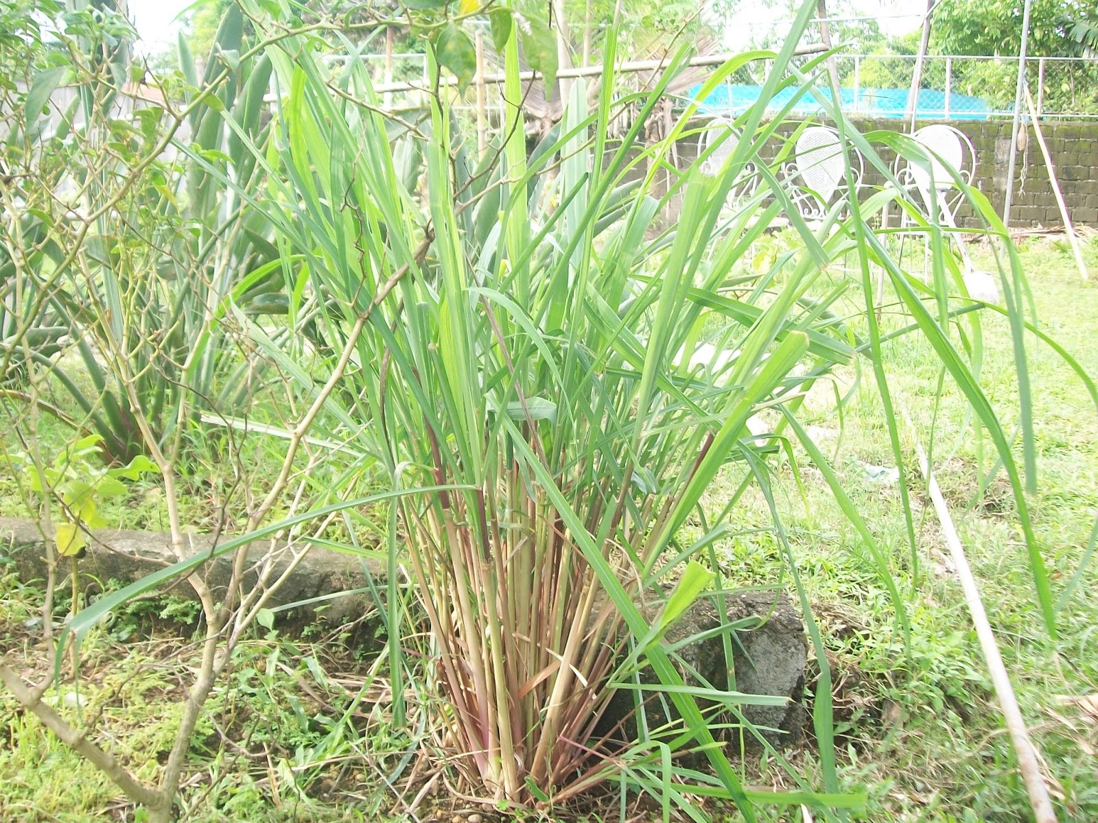 Greenit! Plants: Our Plants