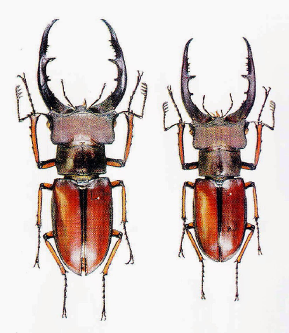 Vietnam Insect: Endemic species of Lucanus from Vietnam