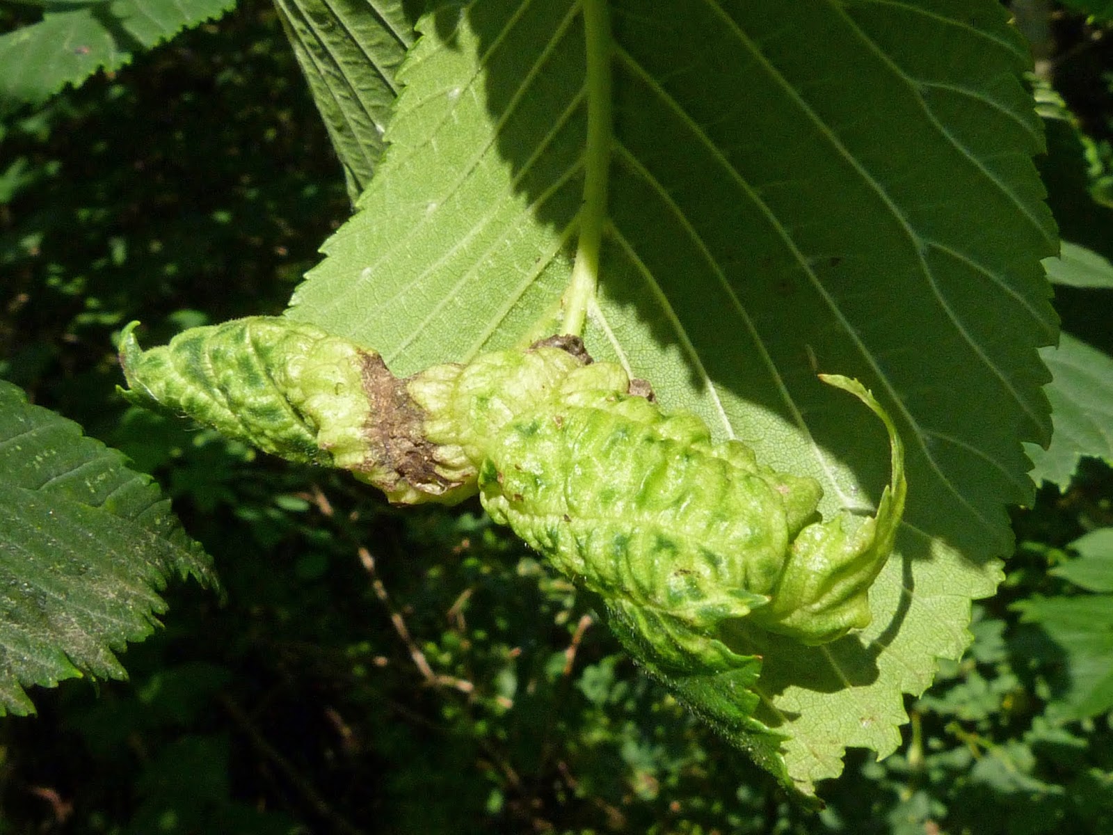 Insects of Scotland: Galls/Leaf-miners
