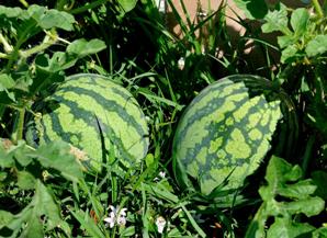 How To Care Watermelon Plant
