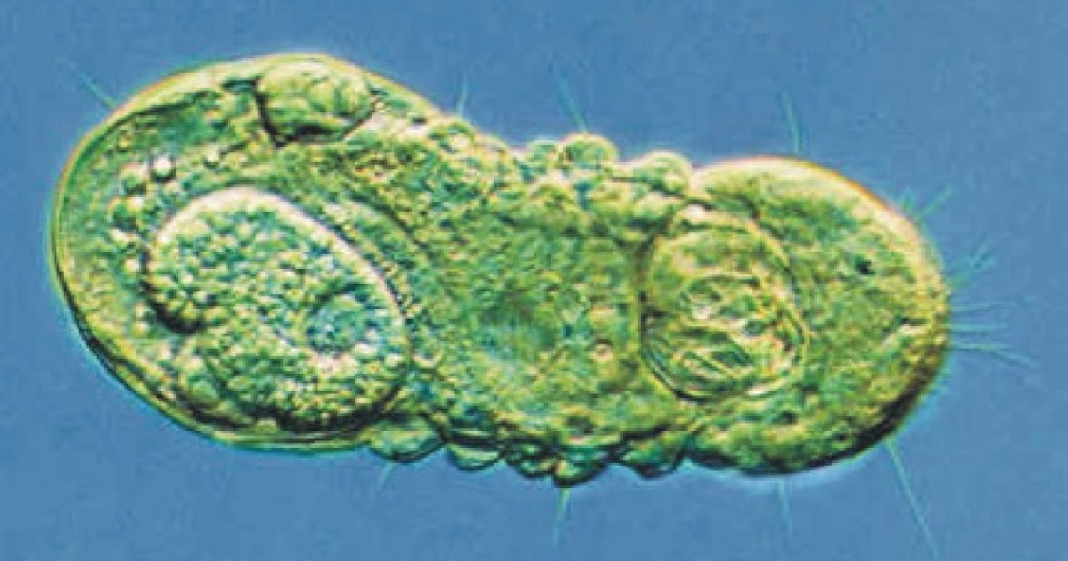 Variety of Life: Lophotrochozoa