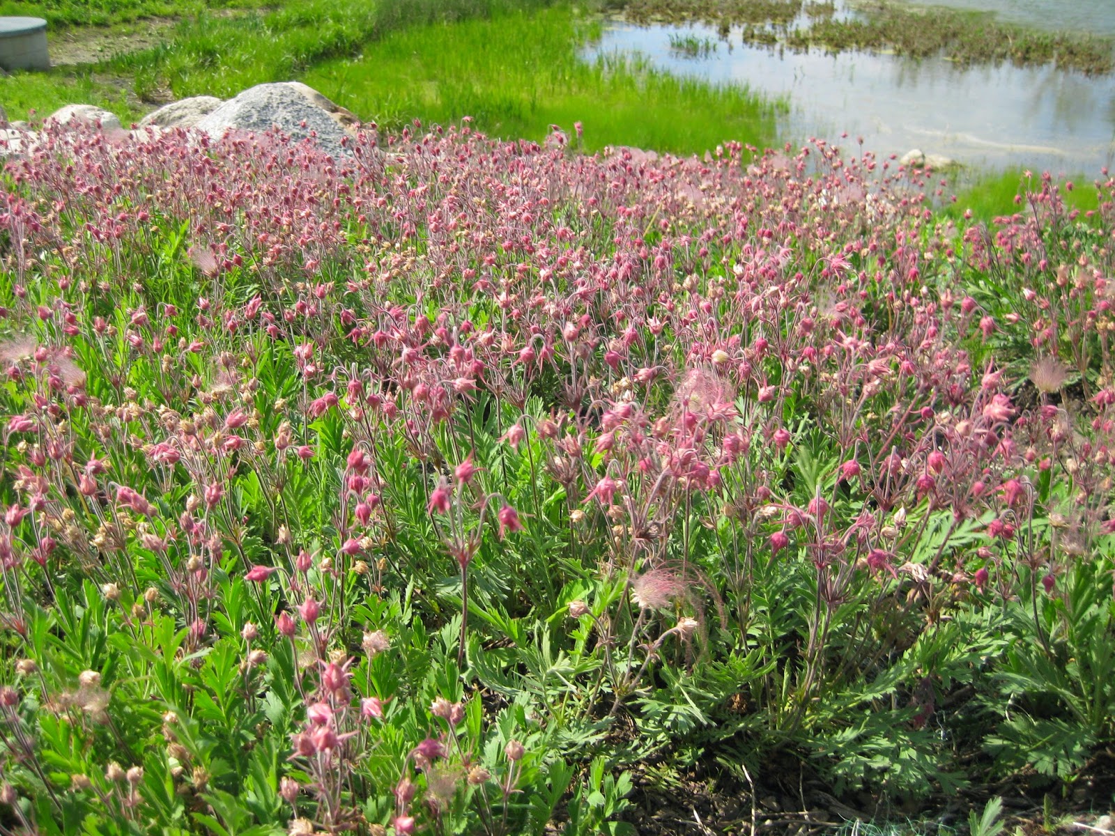 HLS Take Down (and Prairie Smoke!) | Rotary Botanical Gardens