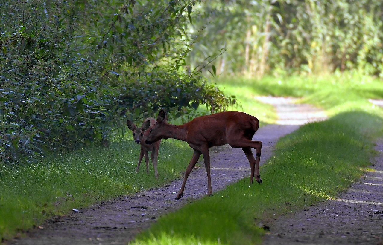 Jozef van der Heijden - Natuurfotografie: Reegeit met kalfje op Wellenseind