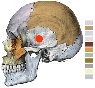 Huesos neumáticos del craneo