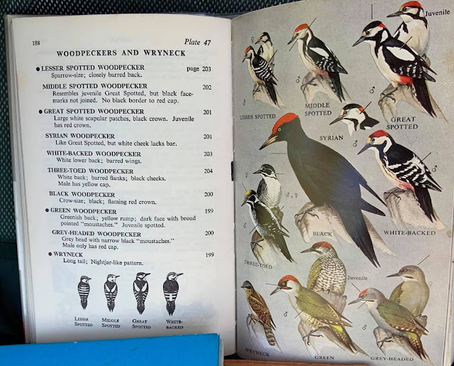 Birding with Flowers: Self Isolating Bird Books from the 70s