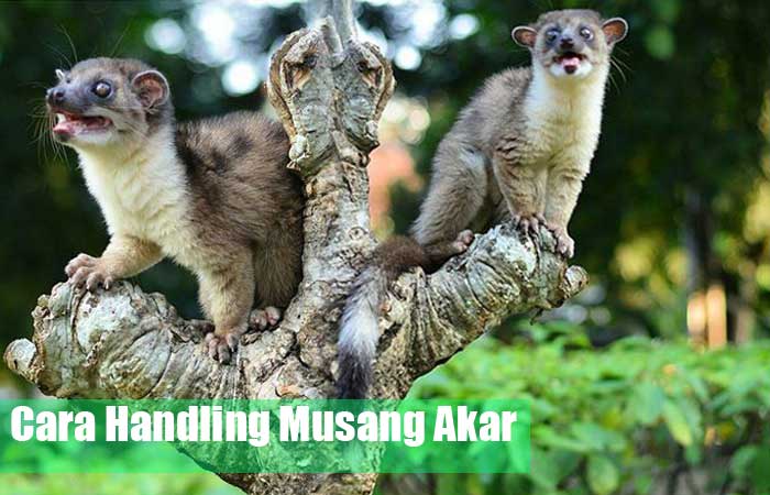 Cara Handling Musang Akar ala Boim