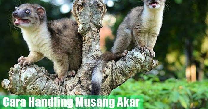 Cara Handling Musang Akar ala Boim