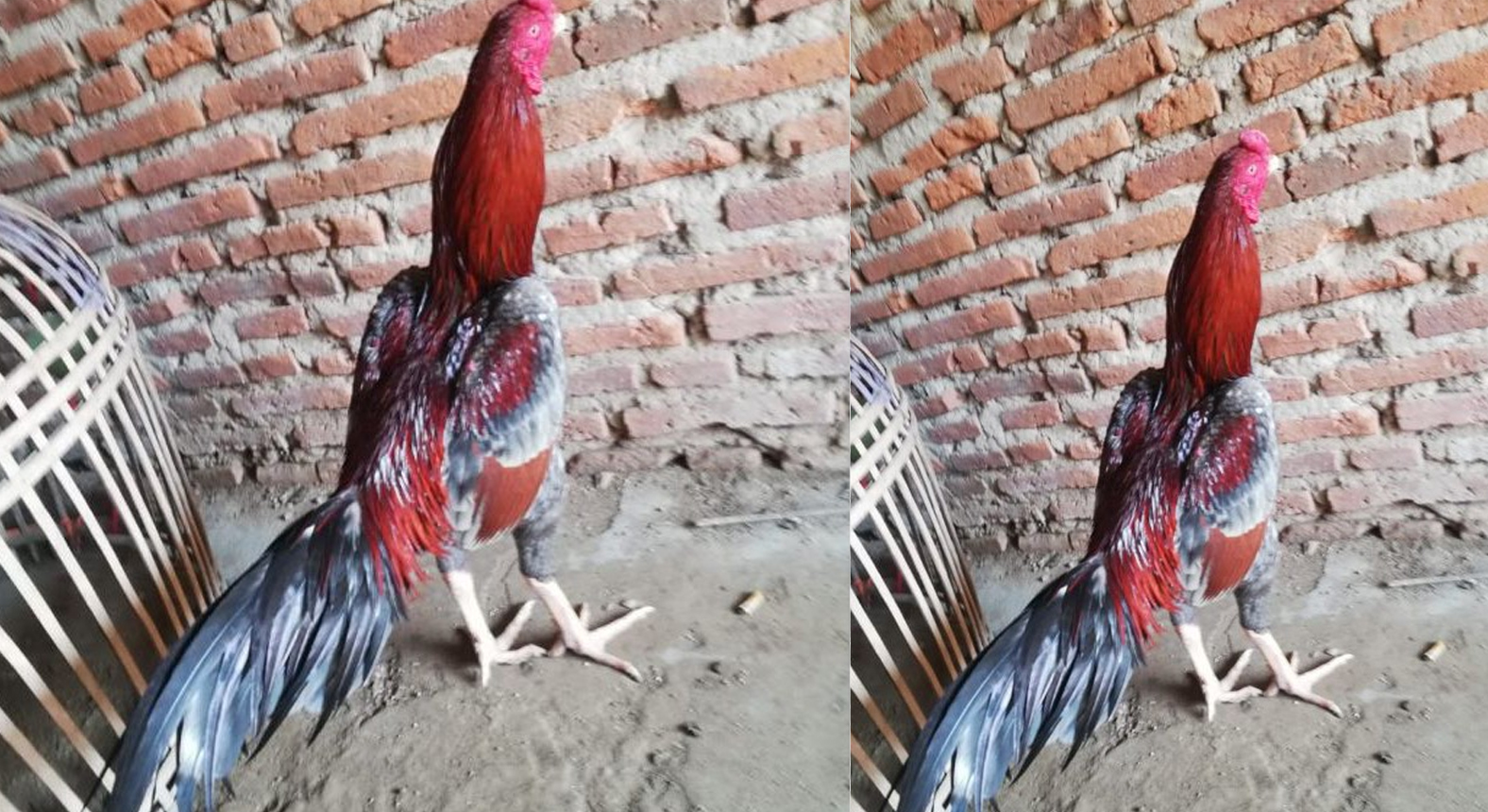 Asal Muasal Ayam Pakhoy dari Jenis dan Kelebihannya - Teropong Media ... Asal Muasal Ayam Pakhoy dari Jenis dan Kelebihannya - Teropong Media ...