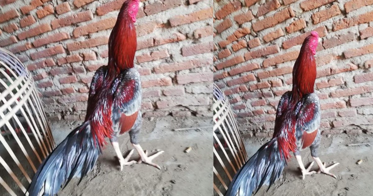 Asal Muasal Ayam Pakhoy dari Jenis dan Kelebihannya - Teropong Media ... Asal Muasal Ayam Pakhoy dari Jenis dan Kelebihannya - Teropong Media ...